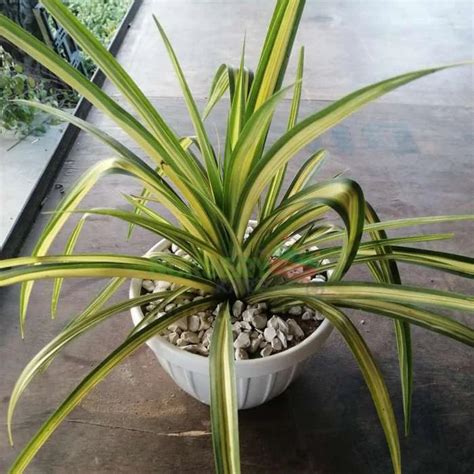 Buy Marginata Plant Dracaena Marginata Online From Nursery Kart