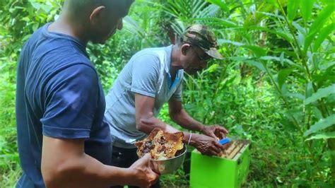 මව් කිරි වලට නොදෙවෙනි මී පැණි Youtube