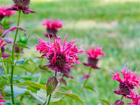 Bee Balm Comprehensive Guide To Planting Care And Benefits