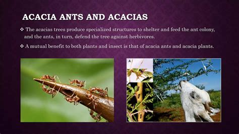 Theory Of Co Evolutionpptx