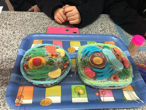 8º BÁsicos Construyen Modelo 3d De CÉlulas Colegio San Anselmo