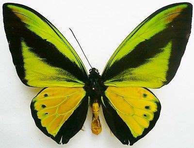 Ornithoptera Goliath Samson Form Sagnifluens From Arfak Mts Irian