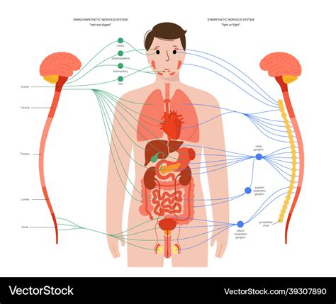 Autonomic Nervous System Diagram Royalty Free Vector Image