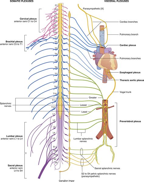 Nerve Plexuses Somatic And Visceral Student Hub En