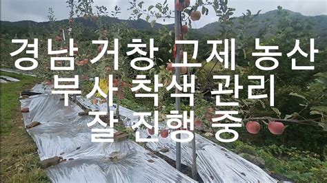 경남거창고제농산부사착색관리잘진행중 241019토경남거창고제농산부사 손범규농합농법 농합면역플러스 농합색깔박사세트살포후반사