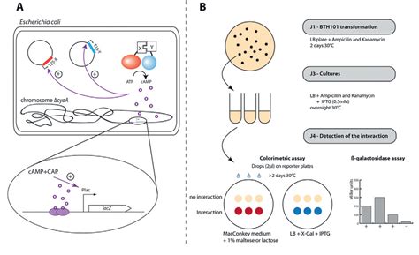 Figure 2 From The Bacterial Two Hybrid System Based On Adenylate Cyclase Reconstitution In