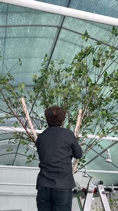 시들지않는 자작나무 주문제작 가능합니다 네이버에 이히꽃정원 검색 인스타 Eihi 플랜테리어 나무 인테리어 주문제작 조경 펜션 리조트 카페 Youtube