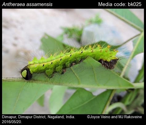 Antheraea Assamensis Helfer 1837 Moga Silk Moth Moths