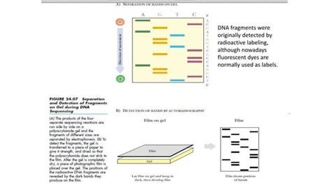 Dna Sequencing Techniques Pptx