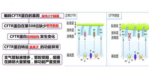 4 2基因表达与性状的关系课件 共32张ppt 人教版必修2 21世纪教育网