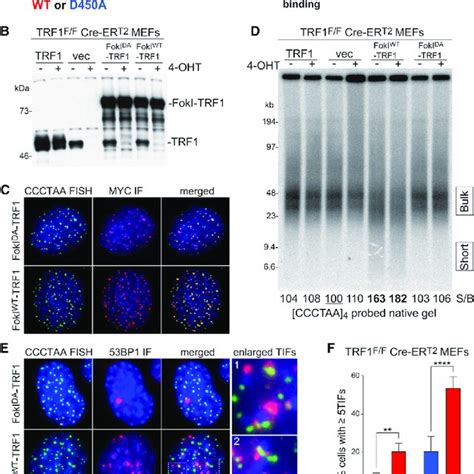Telomere Internal Dsb Formation And Ddr Signaling A Schematic Of The Download Scientific