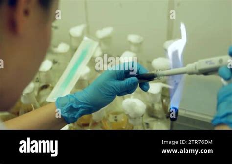 Aseptic Lab Stock Videos Footage HD And 4K Video Clips Alamy