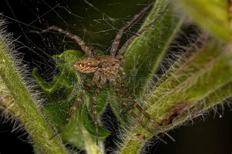 Adult Female Nursery Web Spider Stock Image Image Of Arthropod Green 250655135