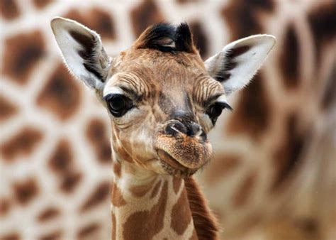 West African Giraffe Scientific Name