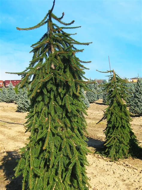 Columnar Norway Spruce Trees For Sale The Tree Center