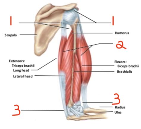 Origin Insertion Belly Flashcards Quizlet