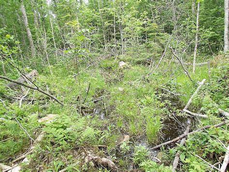 American Grouch Useful Trees And Shrubs Of The North Woods A Five Part Series Black Ash