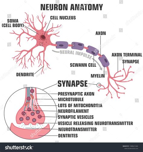 Parts Of A Neuron Anatomy