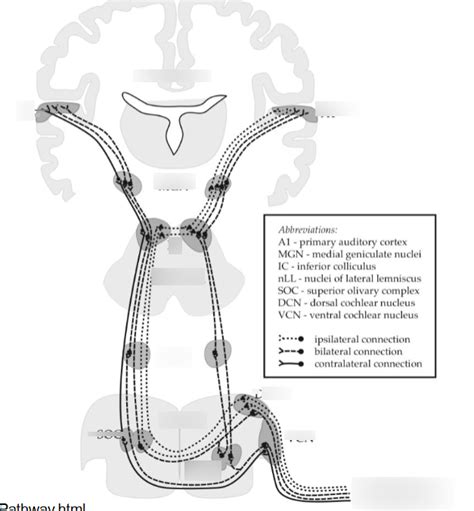 Auditory Pathway Diagram Diagram Quizlet