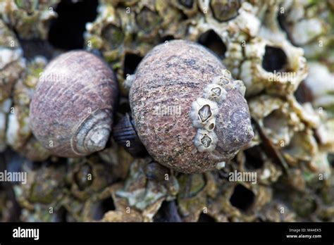 Common Periwinkles Littorina Littorea And Barnacles In The Intertidal