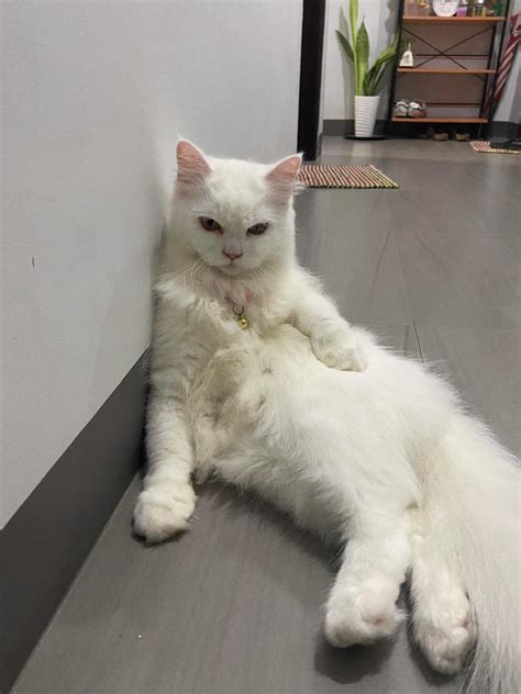 I Have Been Expecting You Scrolller