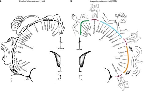 Primary Motor Cortex Homunculus