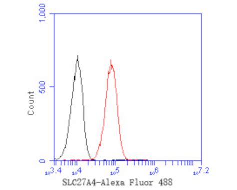 Slc27a4 Recombinant Monoclonal Antibody Je58 29 Ma5 44919