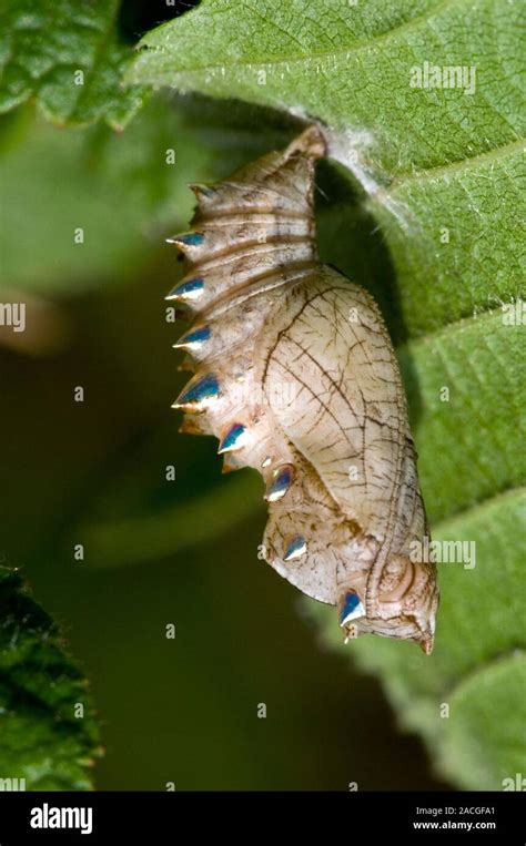 Chrysalis Of A Marbled Fritillary Butterfly Brenthis Daphne The
