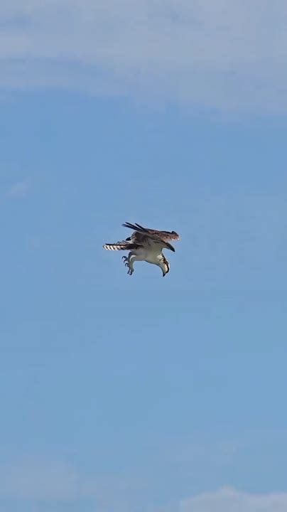 Video Muhammad Rashid On Linkedin Work Hard Believe Ai Dl Cv