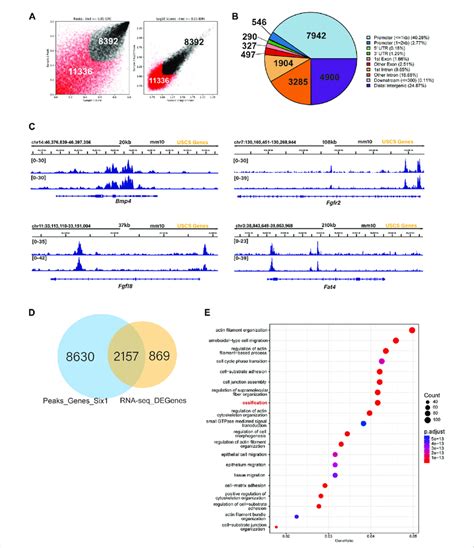 Six1 Directly Regulates The Promoter Of Osteogenic Download