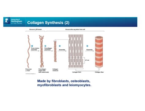 Tendons Ligaments Sheaths And Bursae Flashcards Quizlet