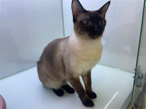 샴 아이리 래브라도리트리버입양 닥스훈트입양 도베르만입양 말티치입양 말티폼입양 빠삐용입양 사모예드입양 스피츠입양 시바견입양 시베리안허스키입양 시츄입양 요크셔테리어입양 웰시코기