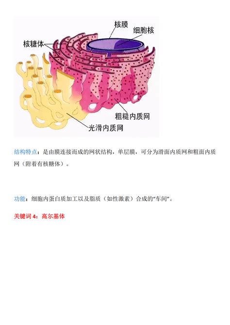 高中生物：细胞核心知识点大全丨每分钟成绩提高一分【图文版易懂】 哔哩哔哩