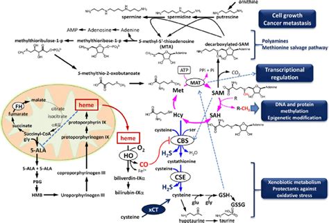 Possible Metabolic Pathways Modulated By A CO Sensitive CBS Inhibition Download Scientific