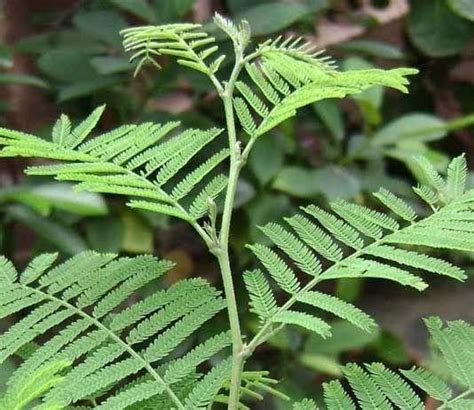 How To Grow And Care For Shami Tree Greenstories