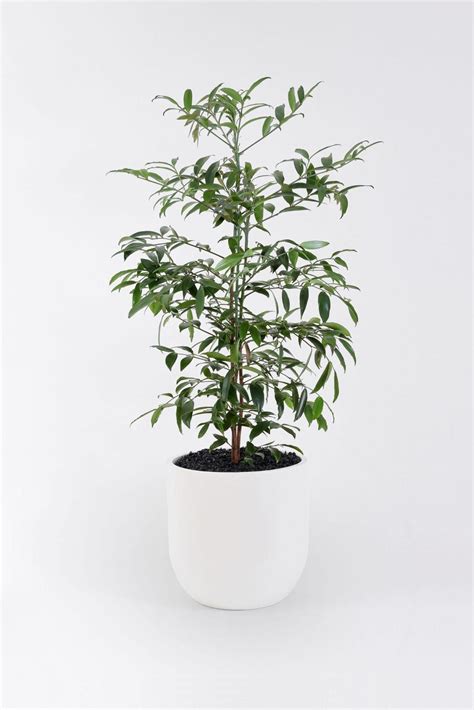 Kauri Pine Frenchams