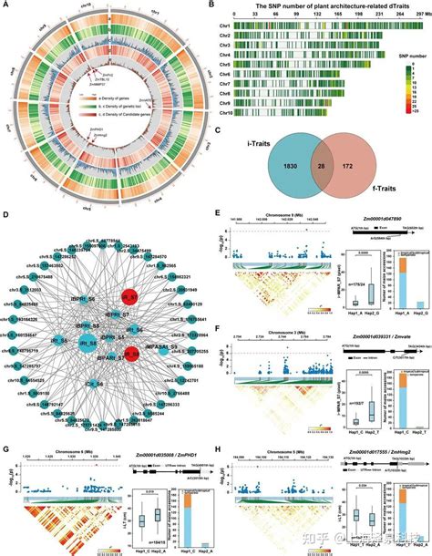 整合高通量表型、gwas和预测模型揭示玉米株高的遗传结构 知乎