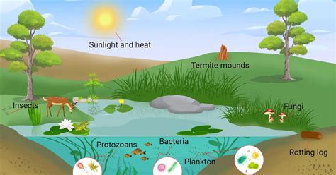Resource Allocation In Population Ecology