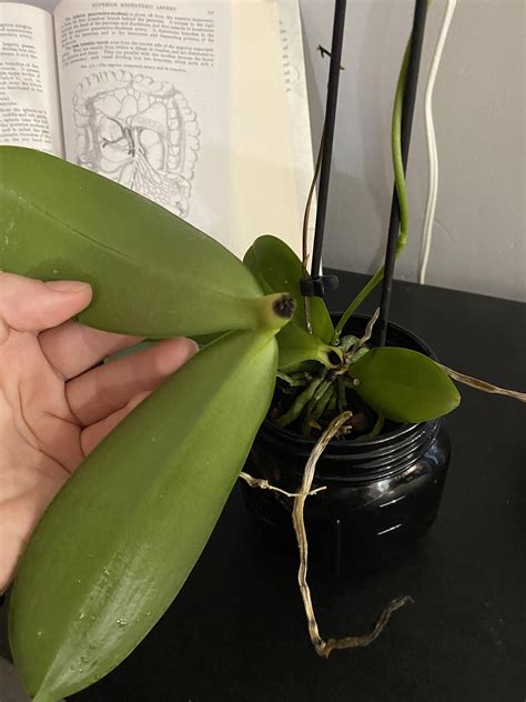 please help idk what i m doing wrong r orchids