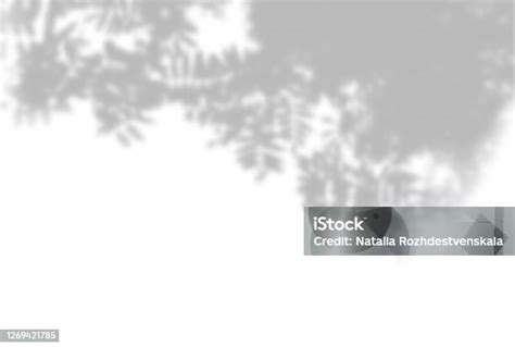 식물 그림자의 여름 배경 나무의 그림자는 흰색 벽에 잎 사진이나 모형을 오버레이하는 흰색과 검은색 0명에 대한 스톡 벡터 아트 및 기타 이미지 Istock