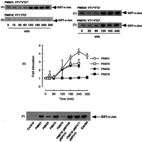 Effect Of Vt1 And Vt2 Gene Knockout Strain Pm601 On Jnk Activity In Download Scientific Diagram