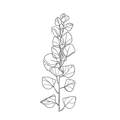 Premium Vector Eucalyptus Branch Abstract Line Art Drawing For Logos