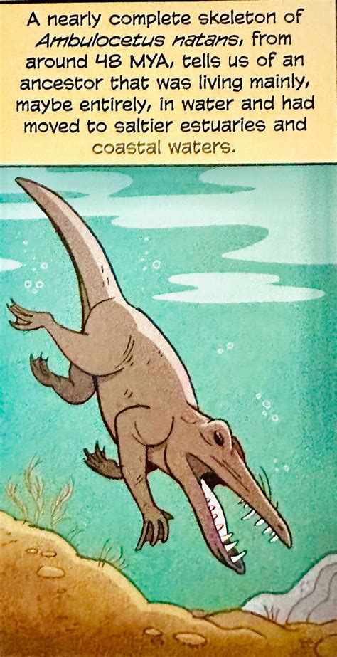 Ambulocetus By Masonmdaythetrex On Deviantart