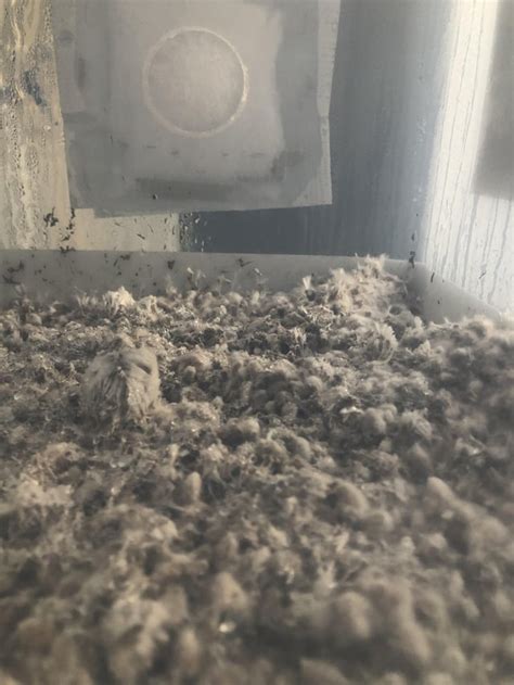 Pe6 Substrate Colonization Should I Cover With Coco Coir Or Not Ready For Fruiting Conditions