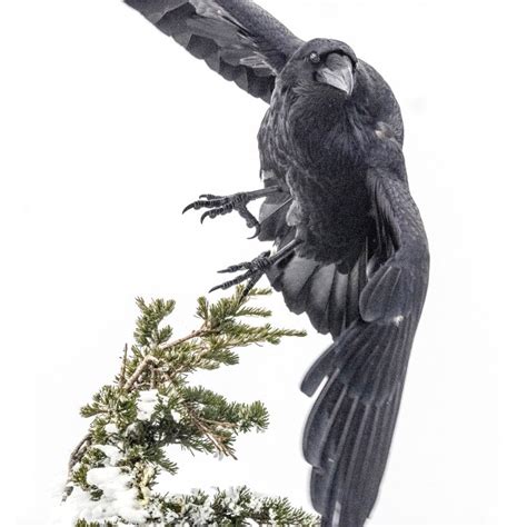 Learning To Speak Raven The Urban Nature Enthusiast
