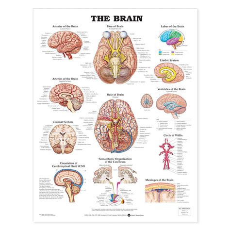 The Brain Chart School Nurse Supply