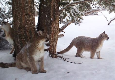Cougar Kittens Are Vulnerable In Wyomings Hunt The Human Footprint