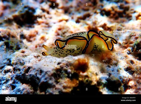 Belles Limaces De Mer Banque De Photographies Et Dimages à Haute