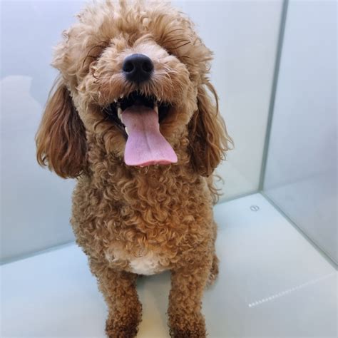 말티푸 가을이 포메라니안키우는방법 말티즈키우는방법 말티푸키우는방법 푸들키우는방법 먼치킨키우는방법 랙돌키우는방법 브리티쉬숏헤어키우는방법 스코티쉬폴드키우는방법 러시안블루키우는