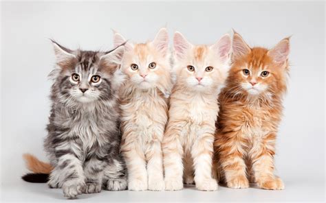 The Range Of Maine Coon Cat Colors Maine Coon Expert
